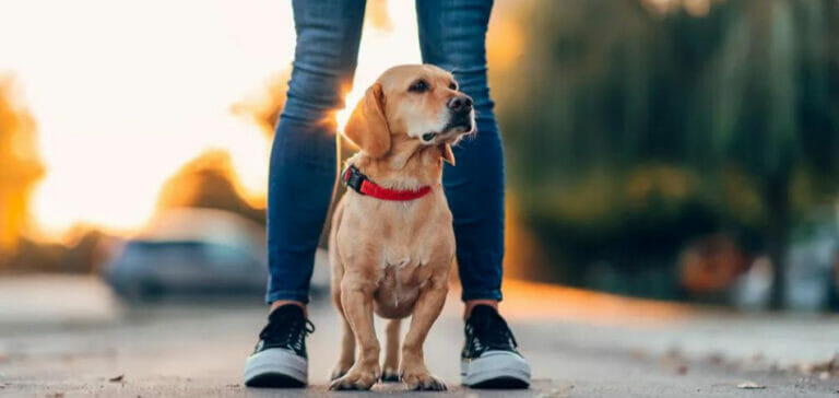 Why Does My Dog Lick My Legs All The Time 6 Reasons Tips Doggie Blog why-does-my-dog-lick-my-legs-all-the-time-6-reasons-tips-doggie-blog